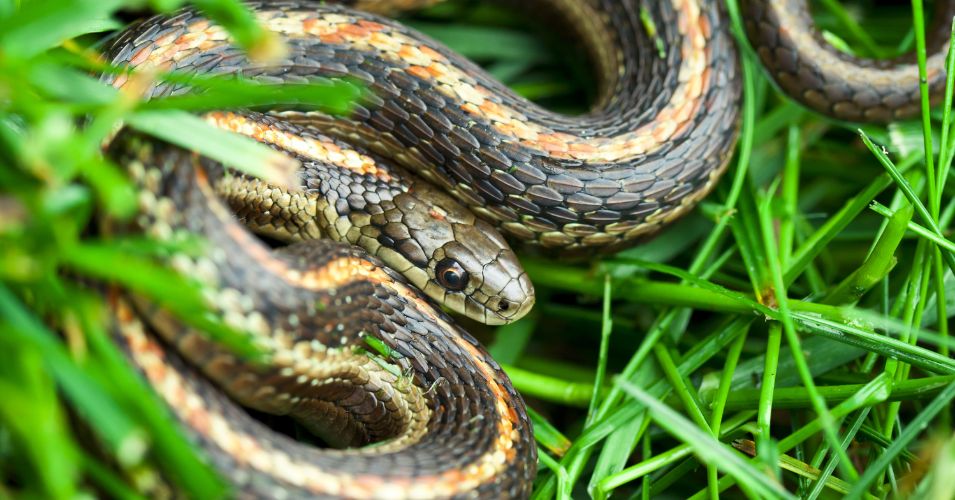 Common Garden Plants That Attract Snakes - MelodyRepeat