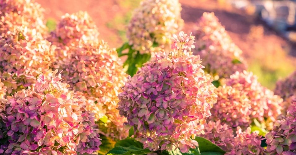 What to Do for Hydrangeas in Fall to Keep Them Healthy - MelodyRepeat