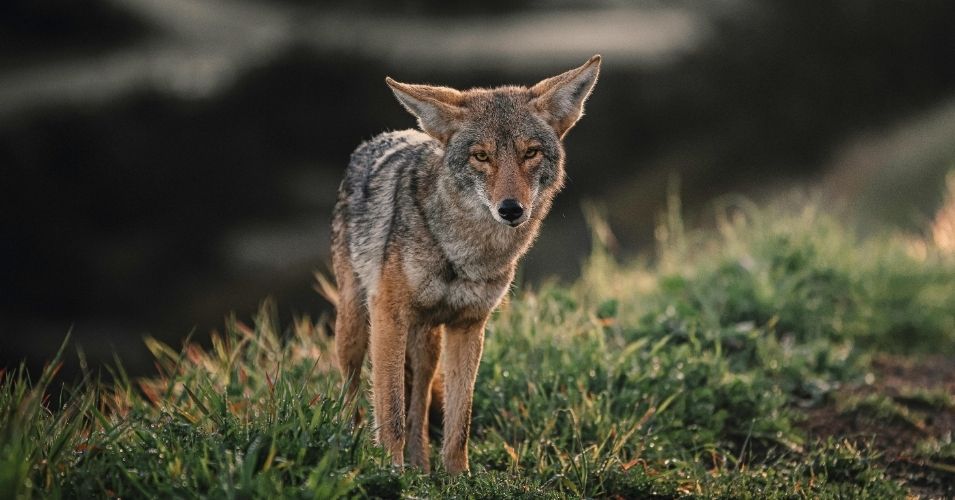 Handling Coyote Encounters the Smart and Safe Way - MelodyRepeat