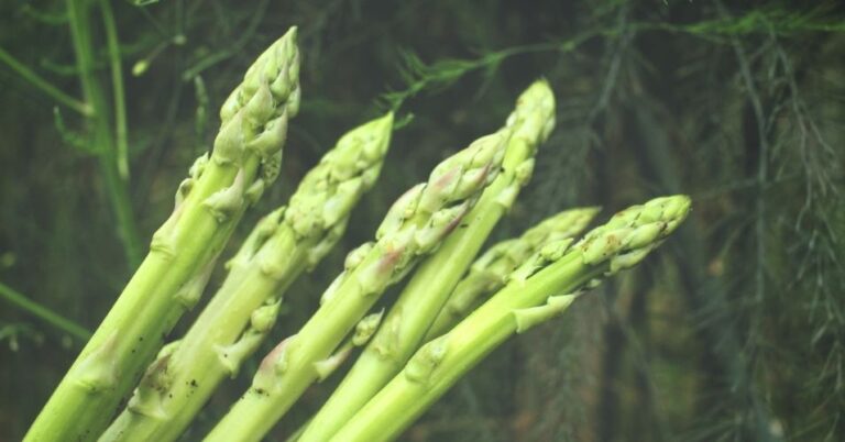 How to Protect Your Asparagus Over Winter - MelodyRepeat