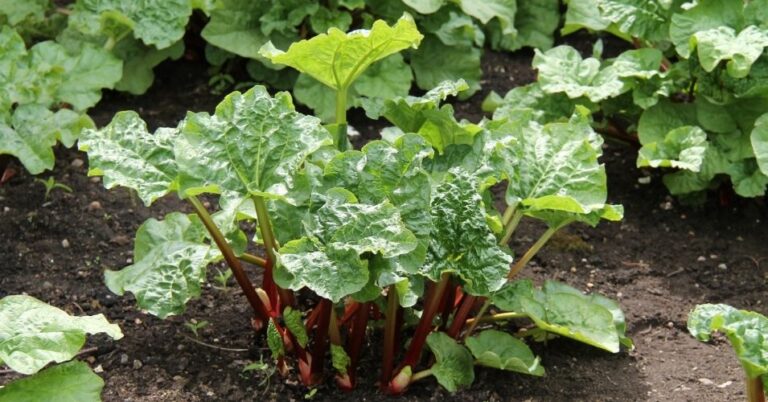 Protecting Your Rhubarb During the Winter Months - MelodyRepeat
