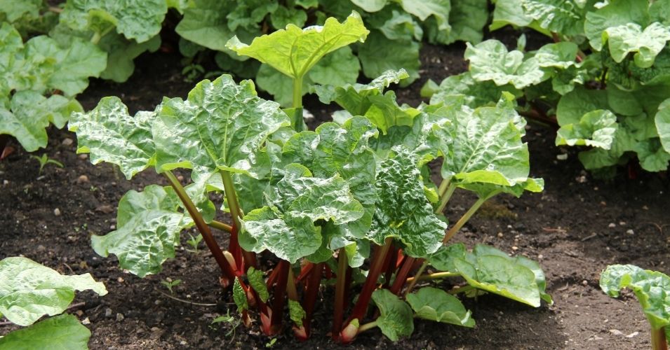 Protecting Your Rhubarb During the Winter Months - MelodyRepeat