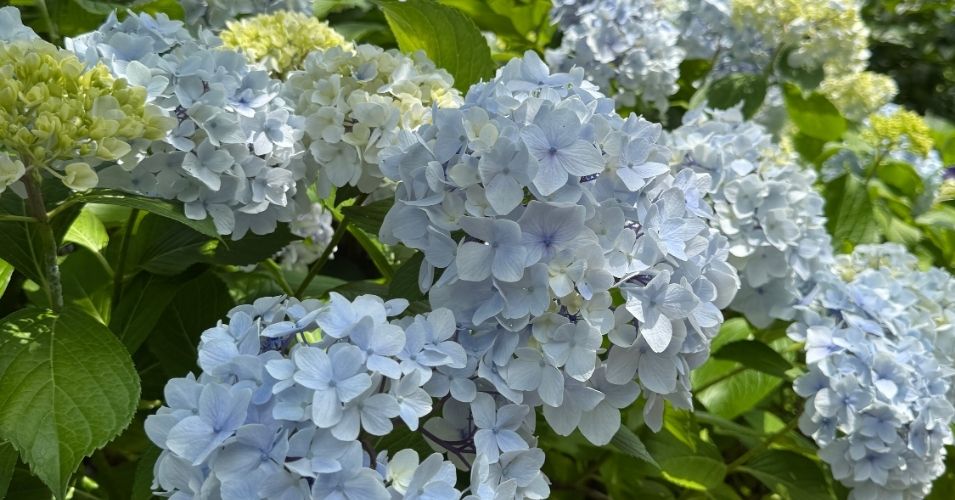Winter Care Guide for Strong, Blooming Hydrangeas - MelodyRepeat