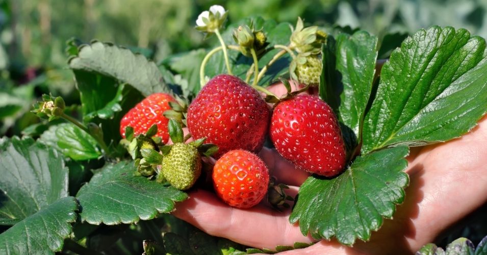 A Guide to Caring for Strawberries in Spring - MelodyRepeat