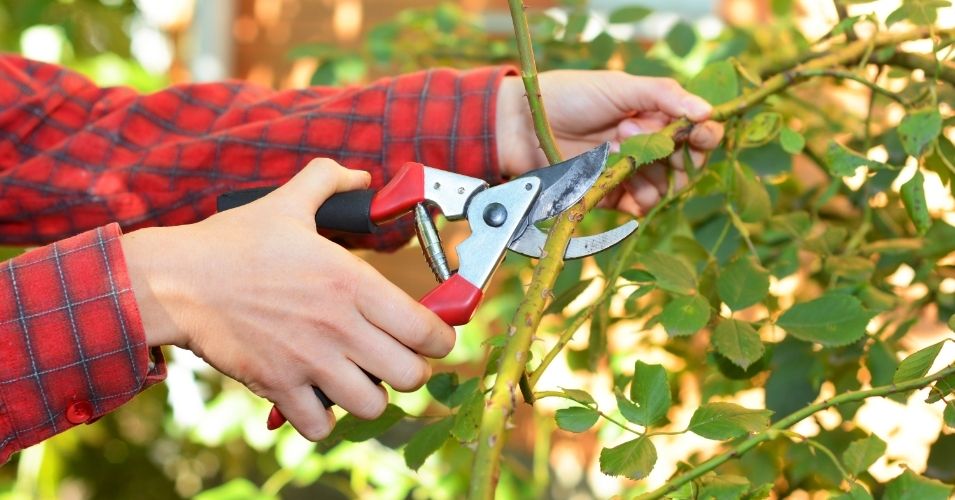 How to Care for Your Garden With Spring Pruning - MelodyRepeat