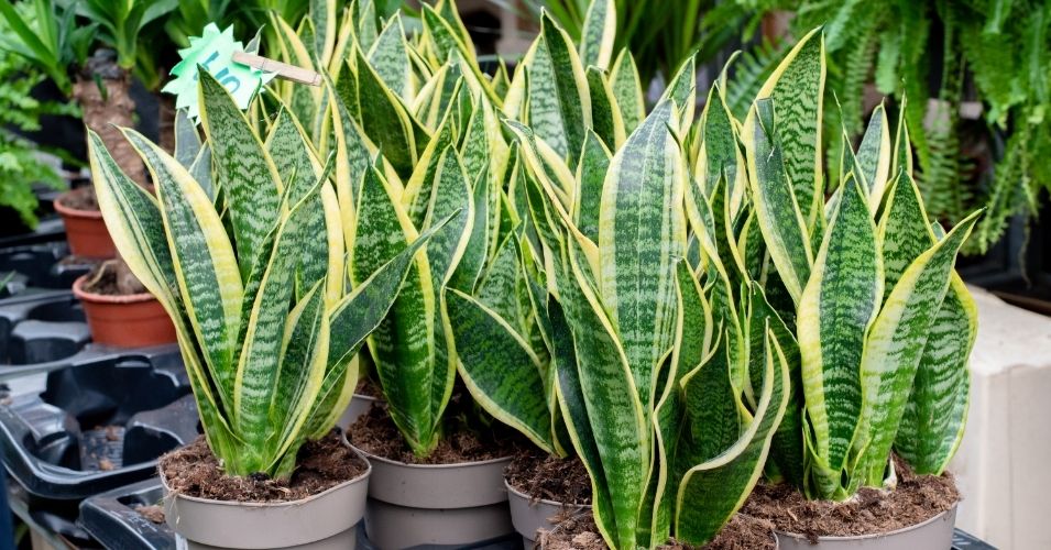 Simple Spring Care for Happy Snake Plants - MelodyRepeat
