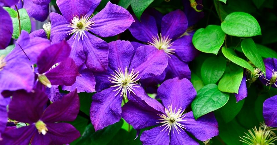Clematis Pairings That Boost Garden Beauty - MelodyRepeat