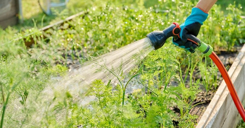 Comparing Morning and Evening Plant Watering - MelodyRepeat