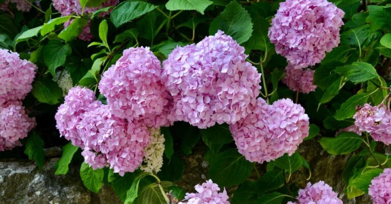 How to Care for Hydrangeas in Spring for Bigger Blooms and Healthy ...