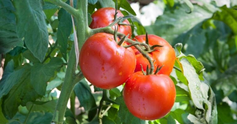 Preparing Tomato Plants for a Productive Season - MelodyRepeat