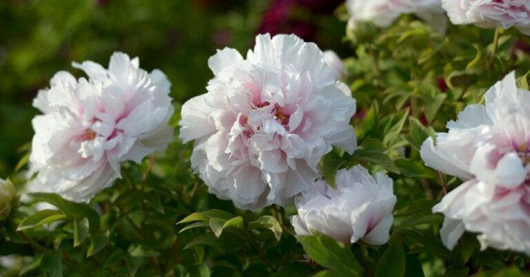 Spring Peony Care Made Simple - MelodyRepeat