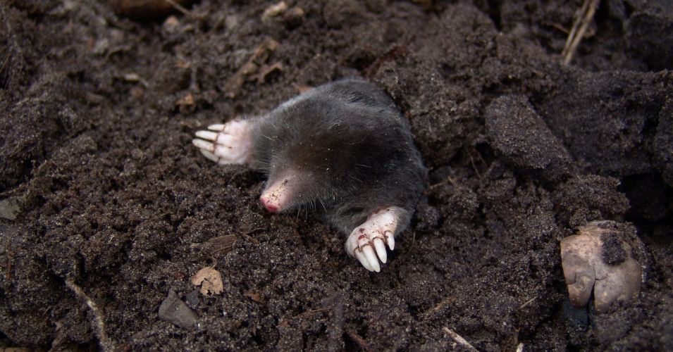 How to Use Smell to Keep Moles Out of Your Garden - MelodyRepeat