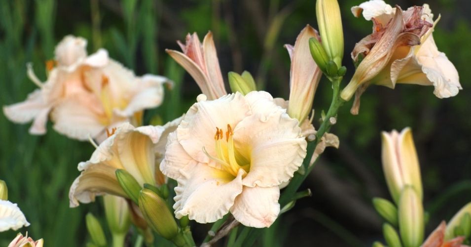 How to Keep Your Daylilies Healthy and Blooming All Summer - MelodyRepeat