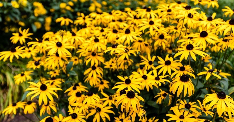 Summer Care Tips for Healthy and Colorful Black Eyed Susans - MelodyRepeat