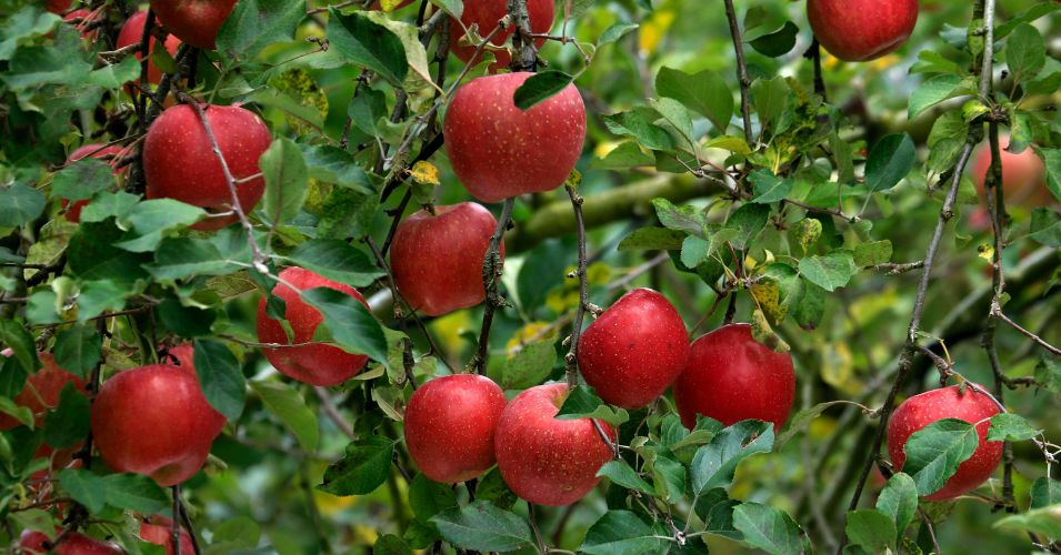 A Practical Guide to Caring for Apple Trees in Summer - MelodyRepeat