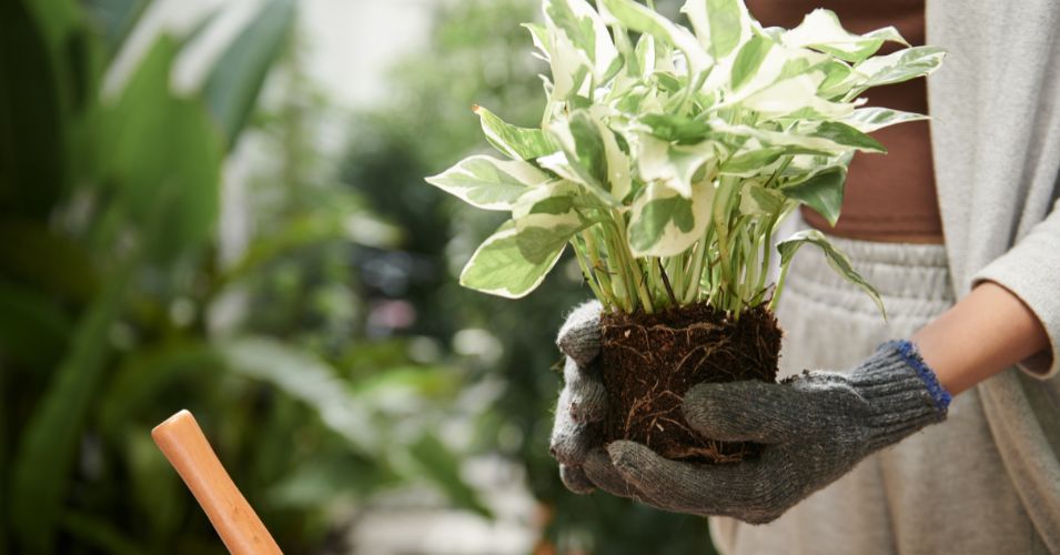 Repotting Plants During the Summer Growing Season - MelodyRepeat