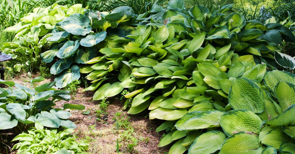 Sun-Loving Plants That Capture the Beauty of Hostas - MelodyRepeat