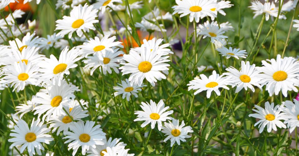 When and How to Prune Shasta Daisies for More Flowers - MelodyRepeat