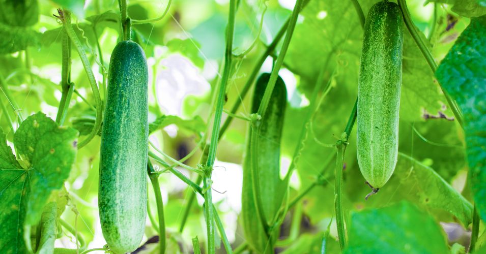 Your Guide to Thriving Cucumber Plants in Hot Weather - MelodyRepeat